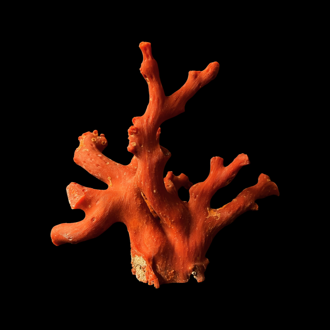 Mediterranean Red Coral Jewelry: A Perfect Compliment to Turquoise ...